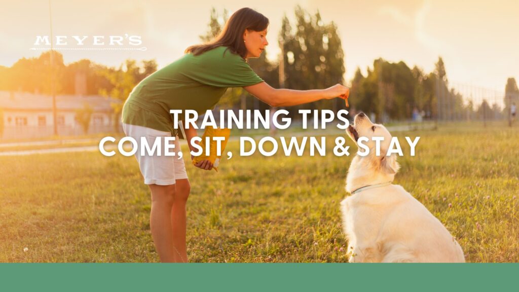 Come, Sit, Down and Stay - Meyer’s Pet Care