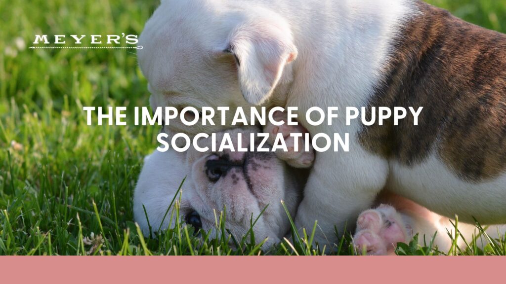 Puppy Socialization - Meyer’s Pet Care