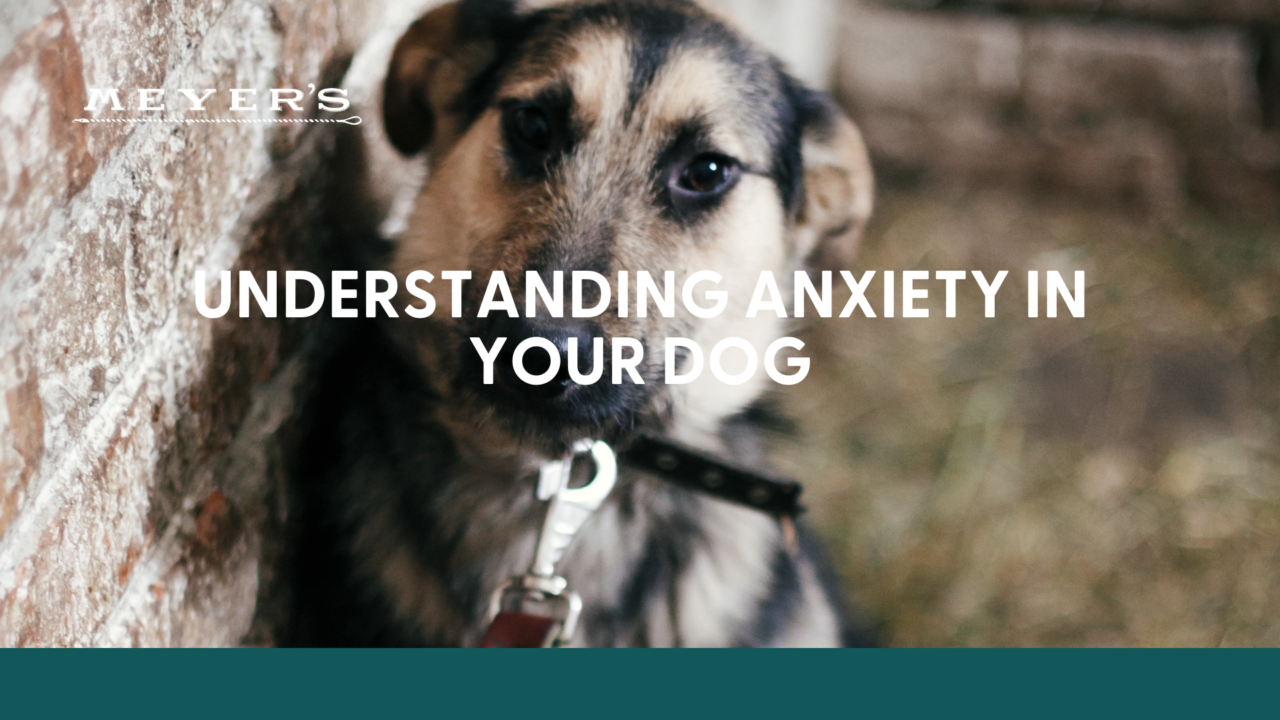 Understanding Anxiety in Your Dog - Meyer’s Pet Care